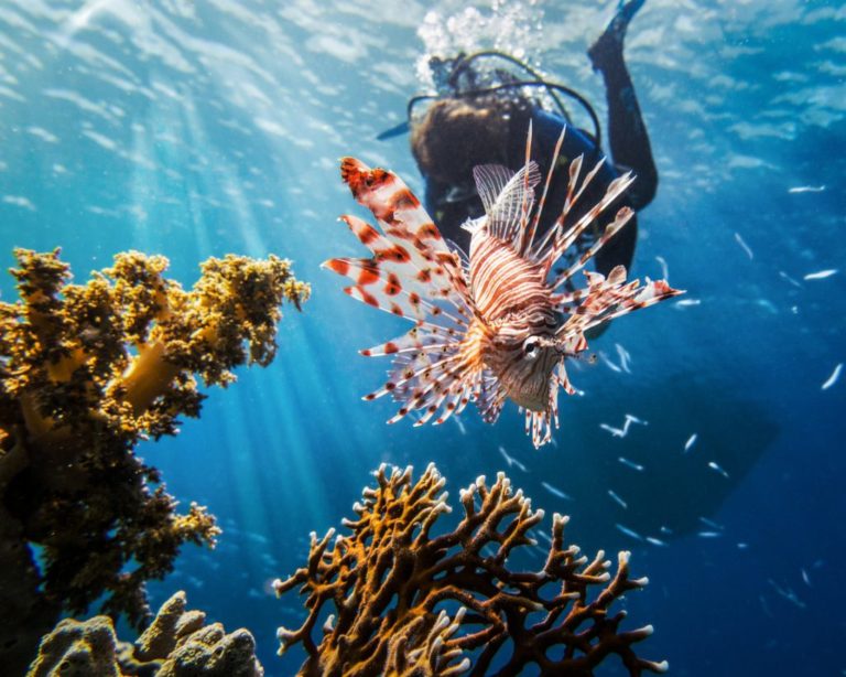 Best diving spots in Mauritius for all levels - where to dive in Mauritius