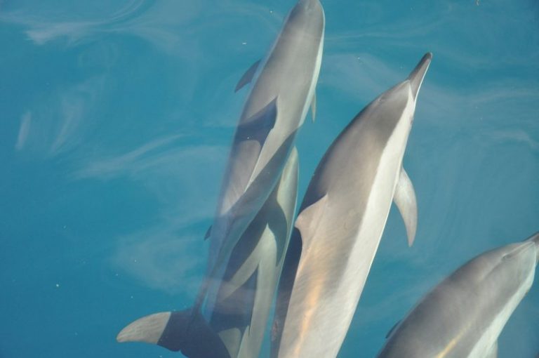 Snorkeling Spots in Mauritius - Mauritius Travel Blog | Villa Finder